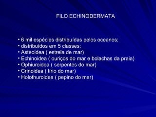 Filo echinodermata | PPT