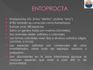 FILO ENDOPROCTOS (ENTOPROCTOS).pptx diapositivas | PPTX