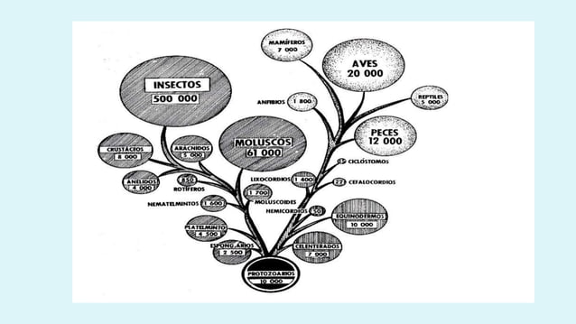 FILOGENESIS CLASE 4.pptx