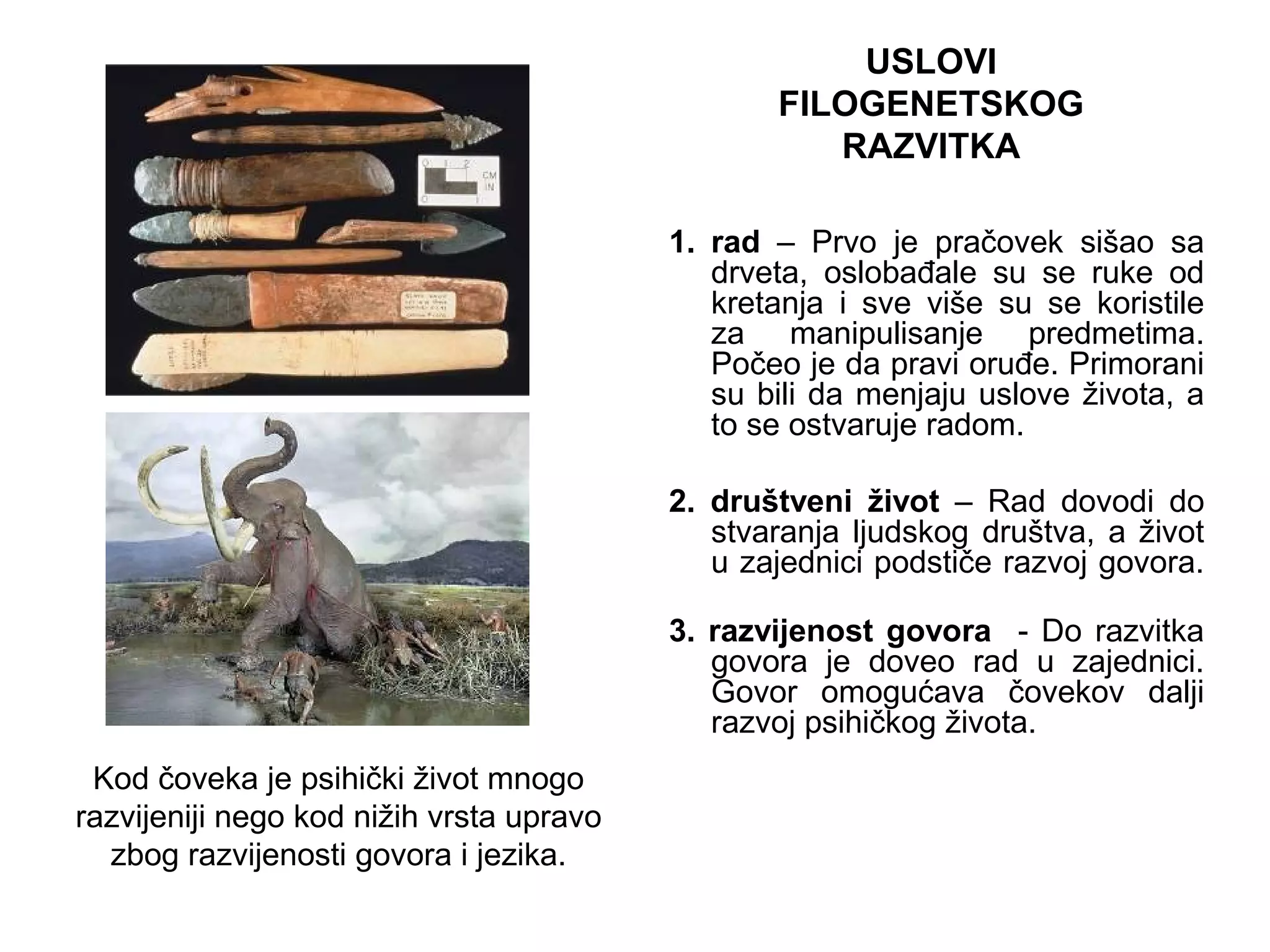 Filogeneza i ontogeneza | PPT