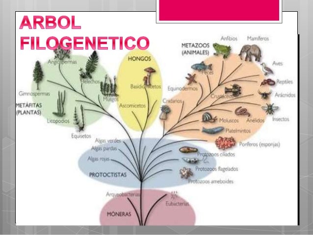 Filogenia animal