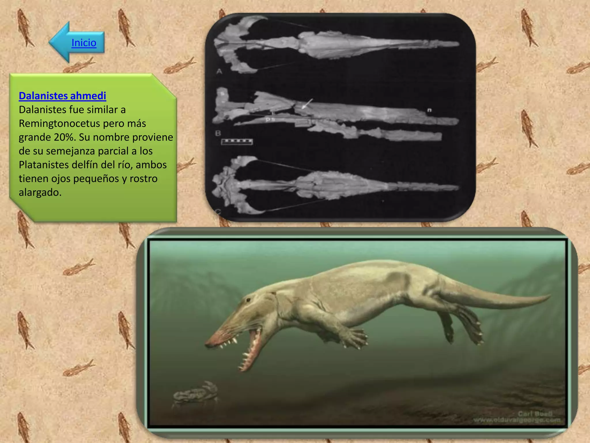 Filogenia de los cetaceos | PPTX