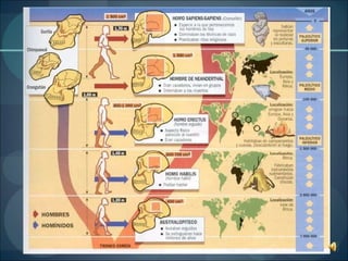 Filogenia humana | PPT
