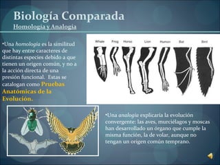 Filogenia humana | PPT