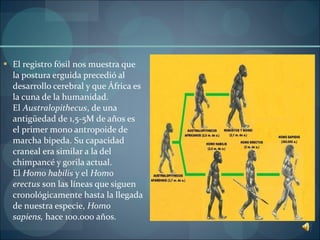 Filogenia humana | PPT