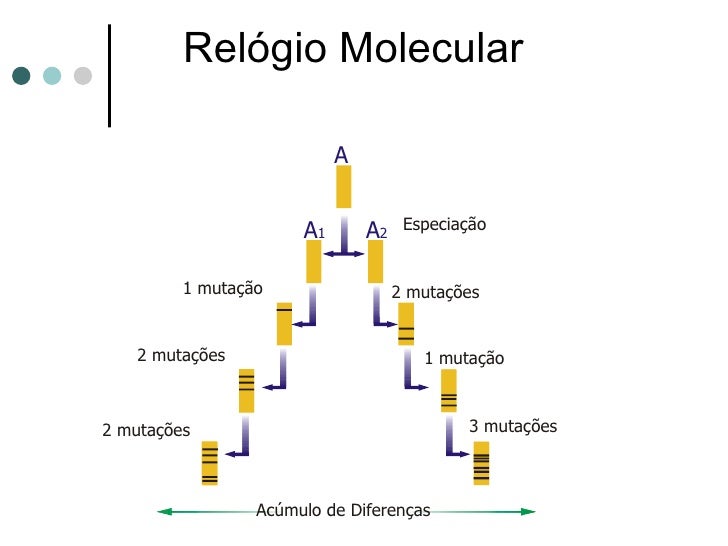 Filogenia molecular