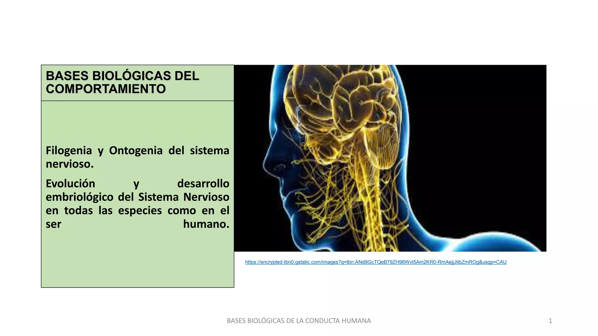 FilogeniaFILOGE y Ontogenia del sistema nervioso. .pdf