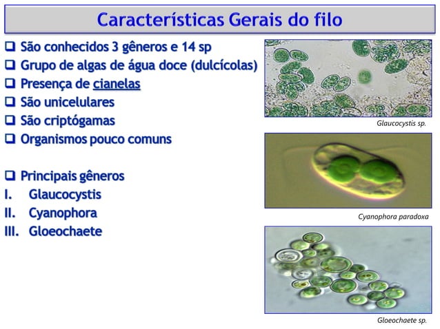 Filo glaucophyta & euglenophyta | PPT