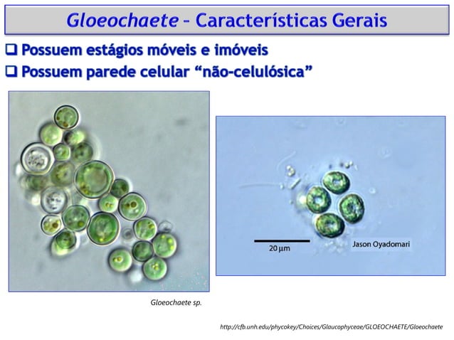 Filo glaucophyta & euglenophyta | PPT