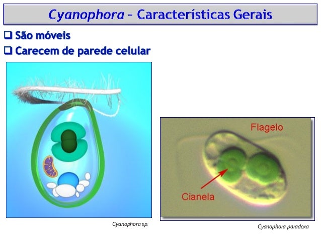 Filo glaucophyta & euglenophyta