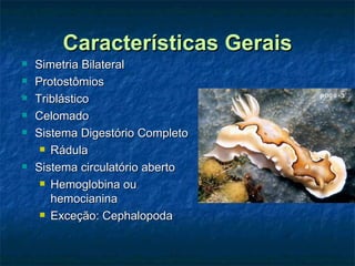 Filo mollusca | PPT