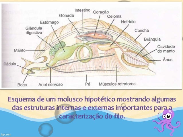 Filo Mollusca - Moluscos