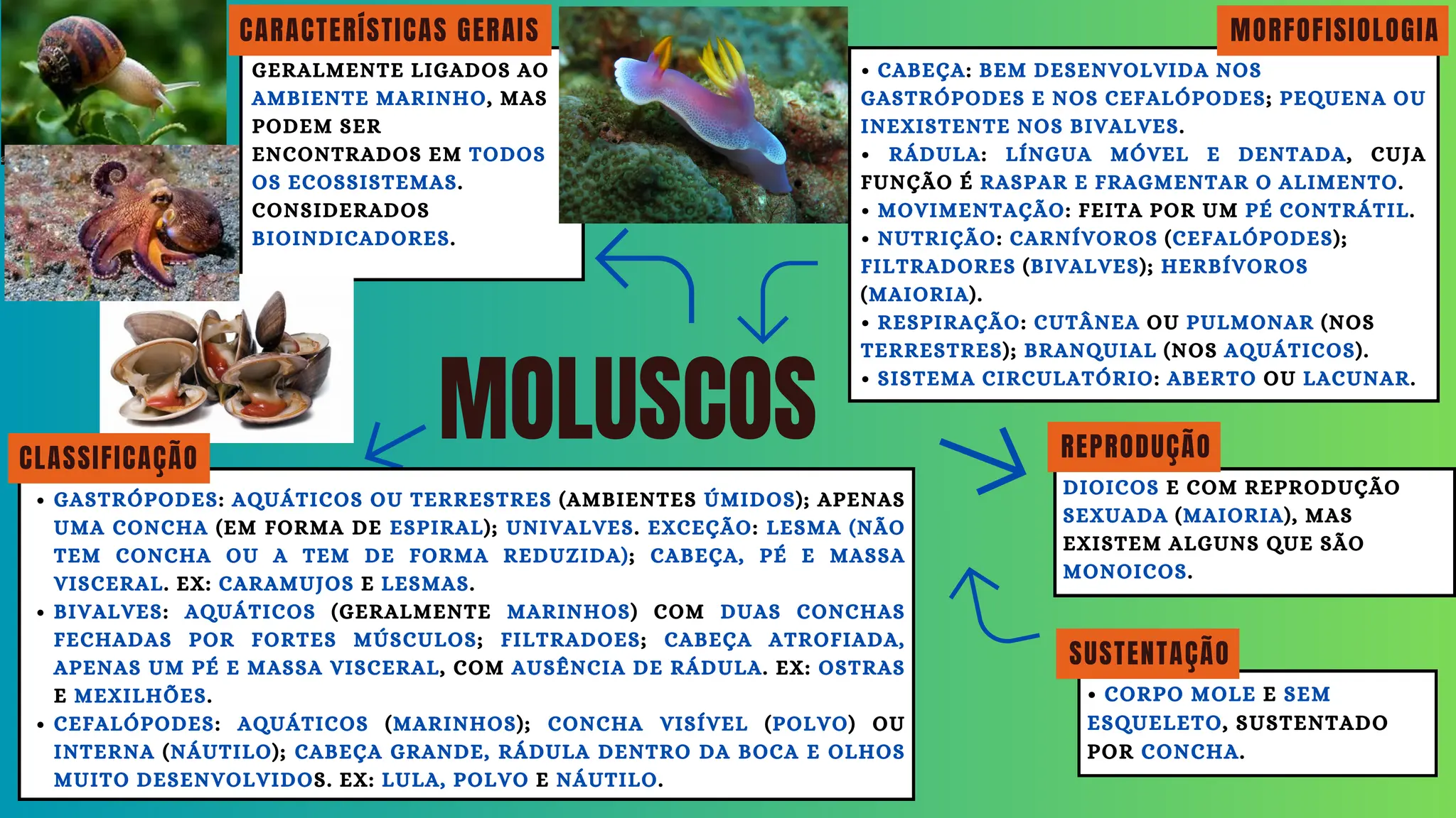 Filo Moluscos | PDF