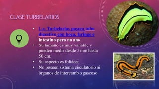 Filo platelmintos- zoología | PPTX