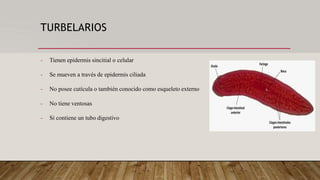 Filo platelmintos- zoología | PPTX