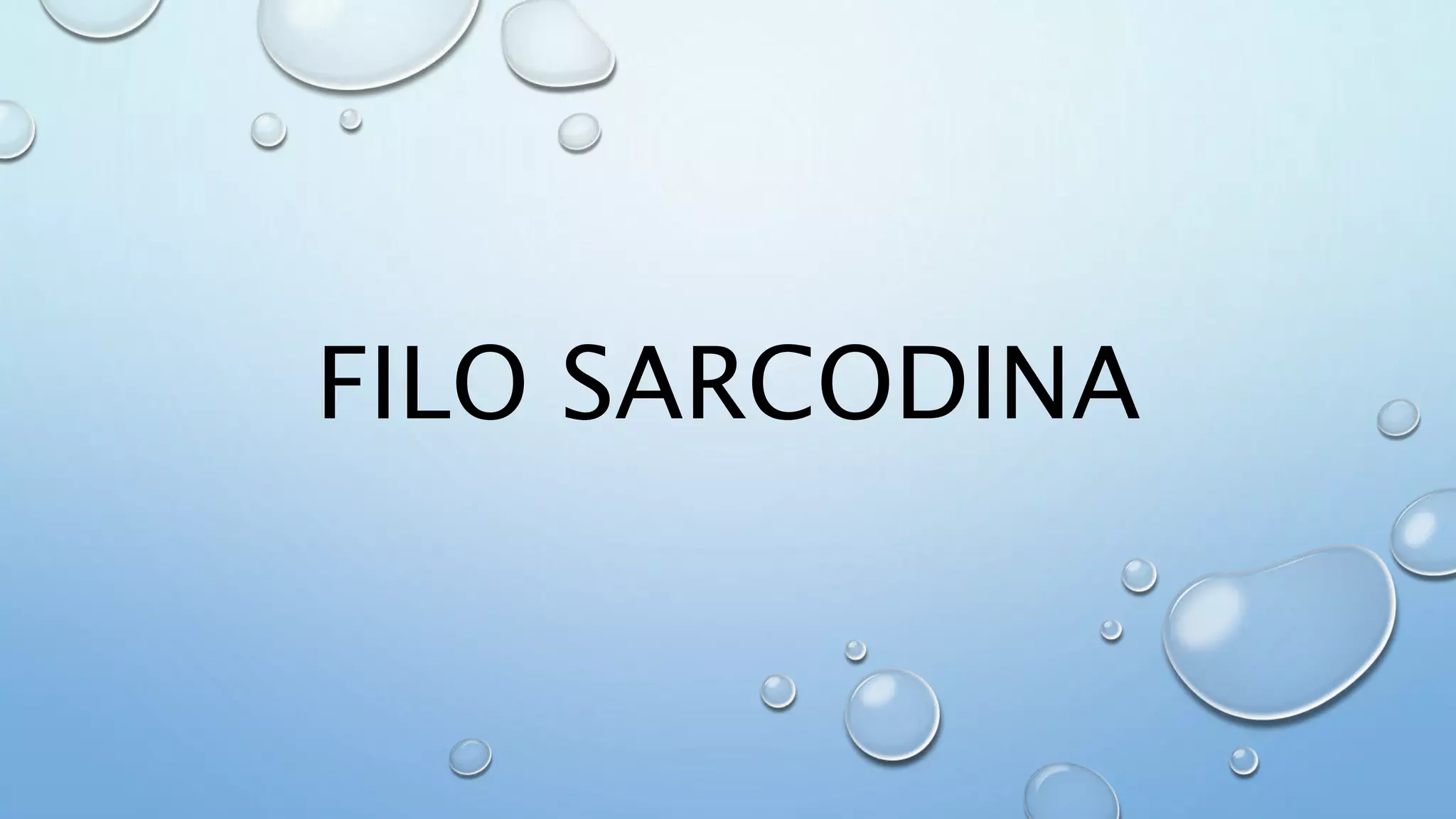 Filo sarcodina | PPTX