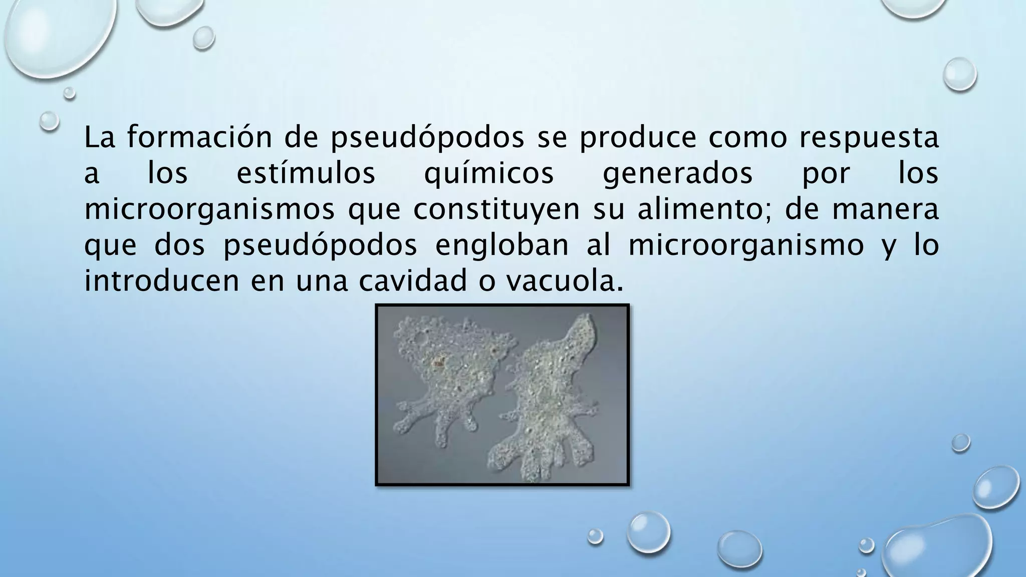 Filo sarcodina | PPTX