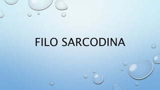Filo sarcodina | PPTX
