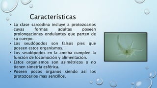Filo sarcodina | PPTX