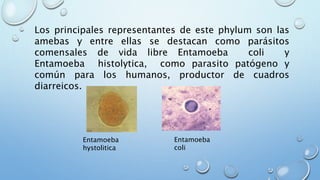 Filo sarcodina | PPTX