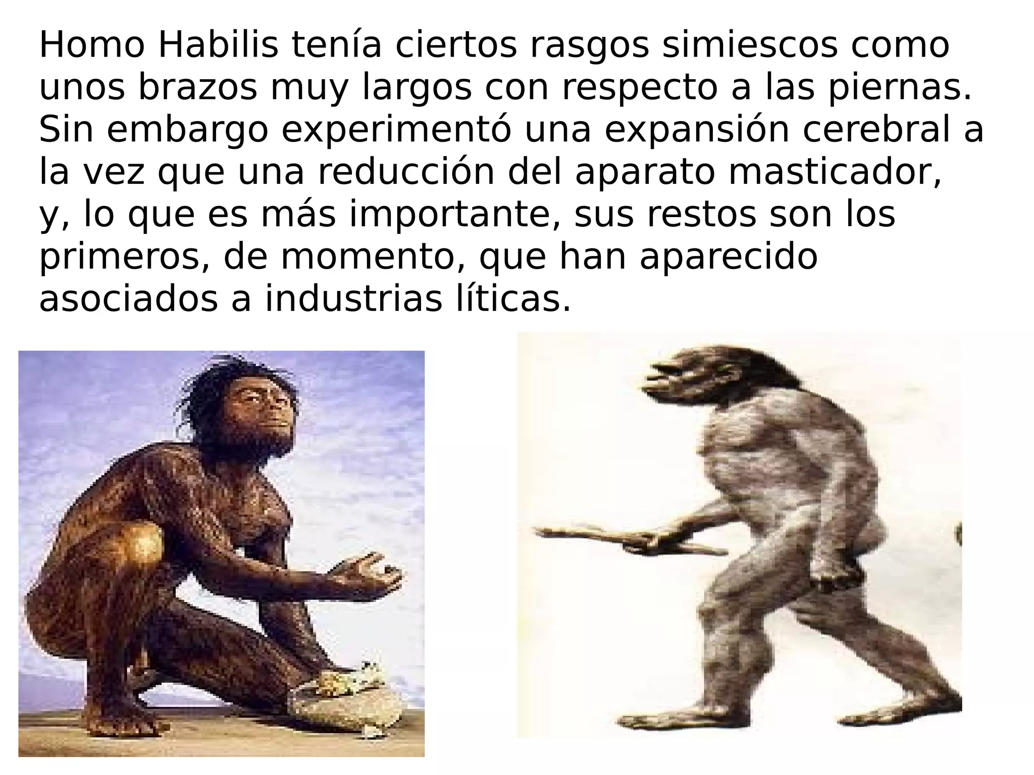 Homo habilis | ODP