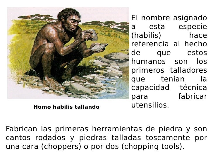 Homo habilis