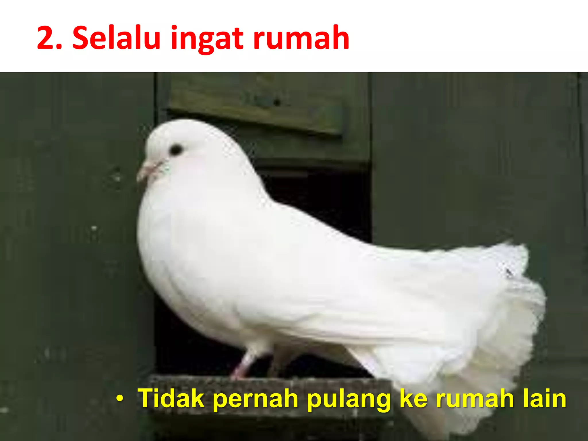 Filosofi burung merpati | PPT