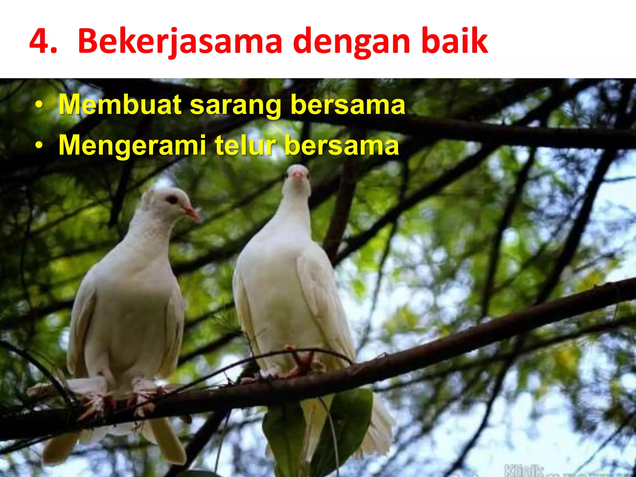 Filosofi burung merpati | PPT