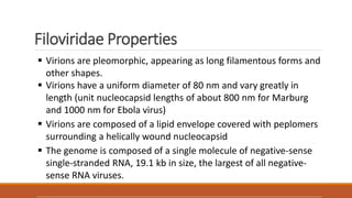 Disease in animals caused by Filoviridae _Nabaraj.pptx
