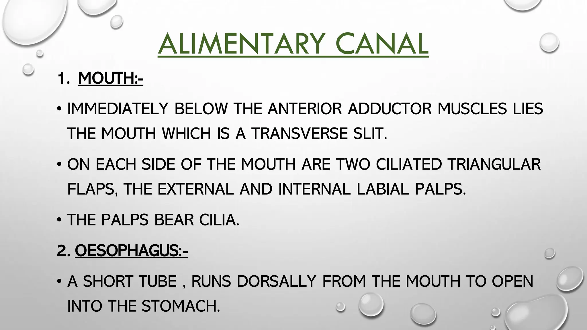 filter feeding in molluscs (invertebrates) | PDF