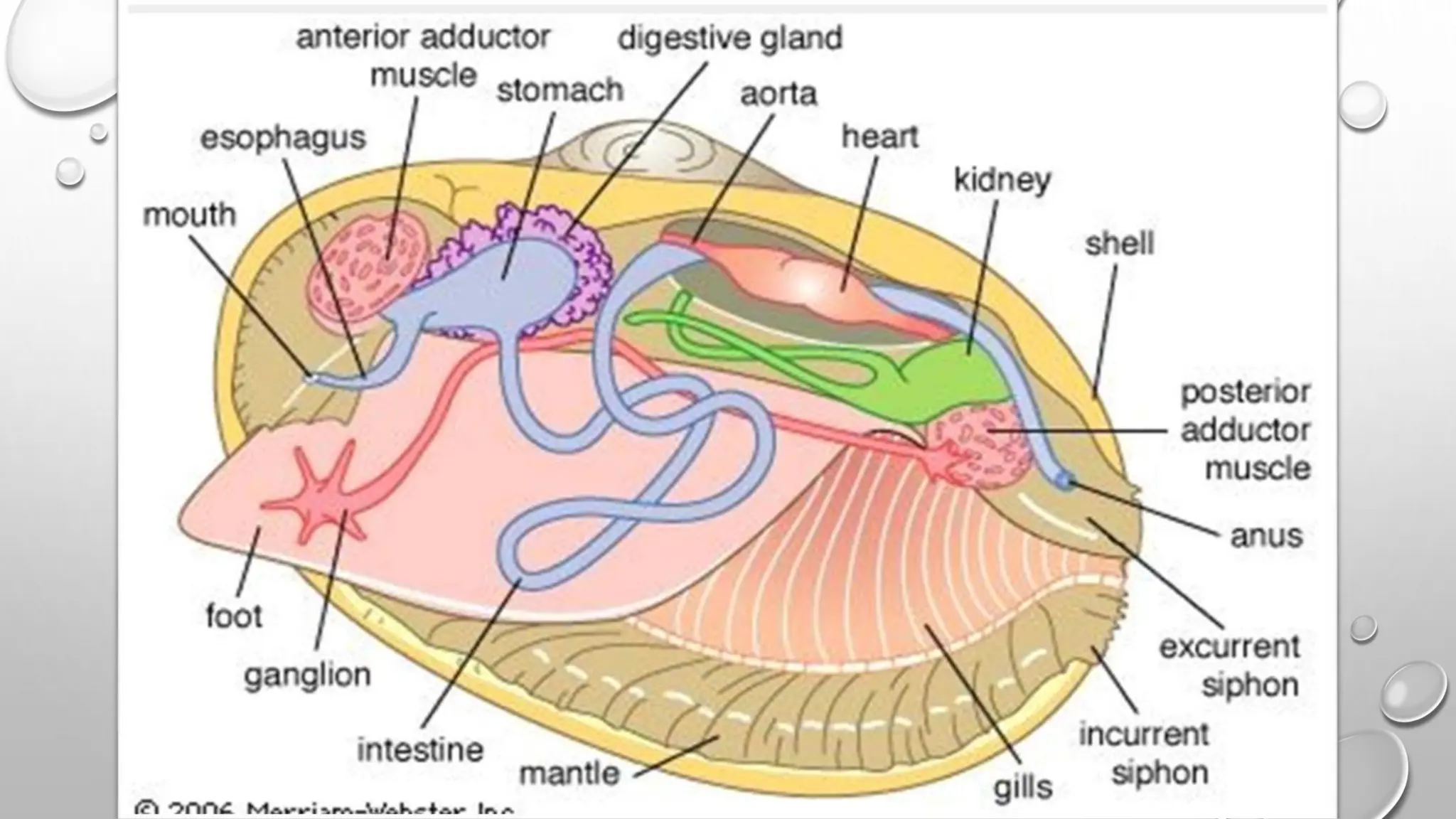 filter feeding in molluscs (invertebrates) | PDF