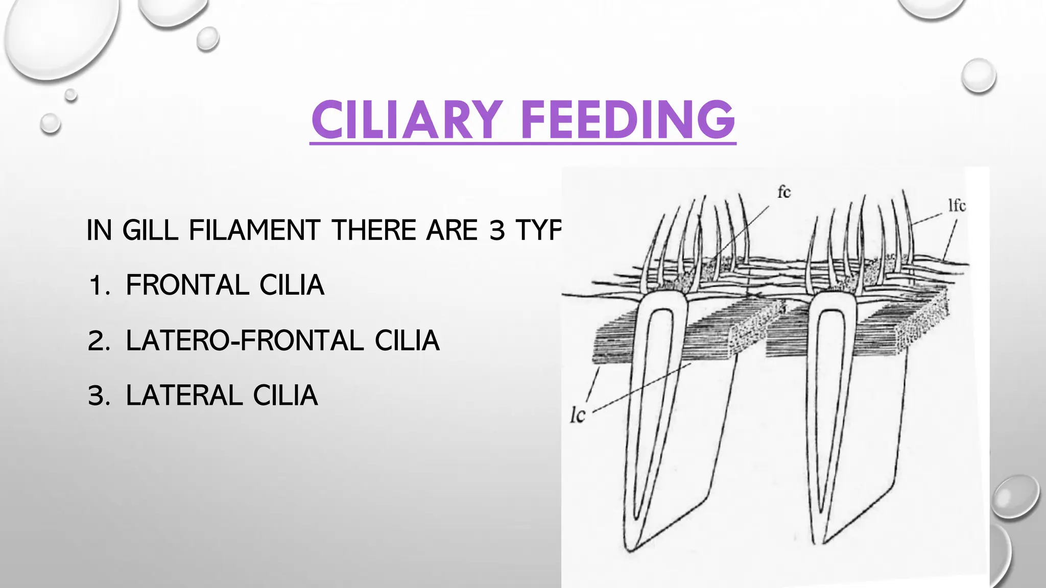filter feeding in molluscs (invertebrates) | PDF