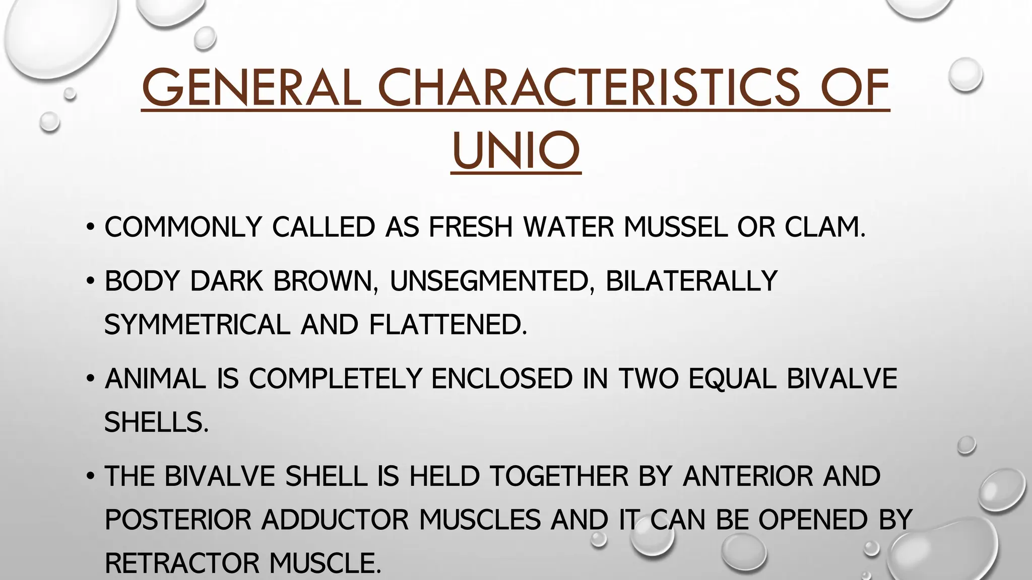 filter feeding in molluscs (invertebrates) | PDF