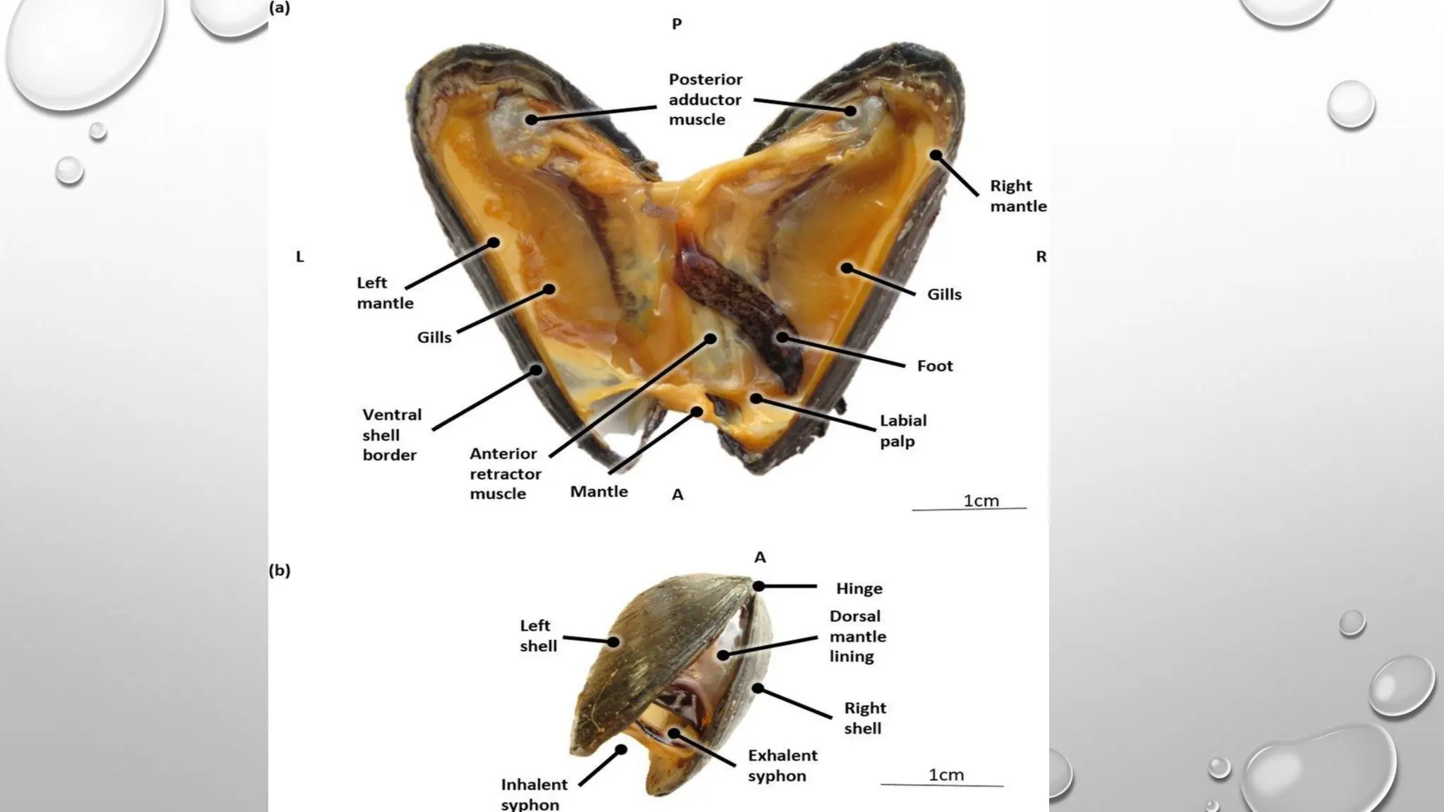 filter feeding in molluscs (invertebrates) | PDF