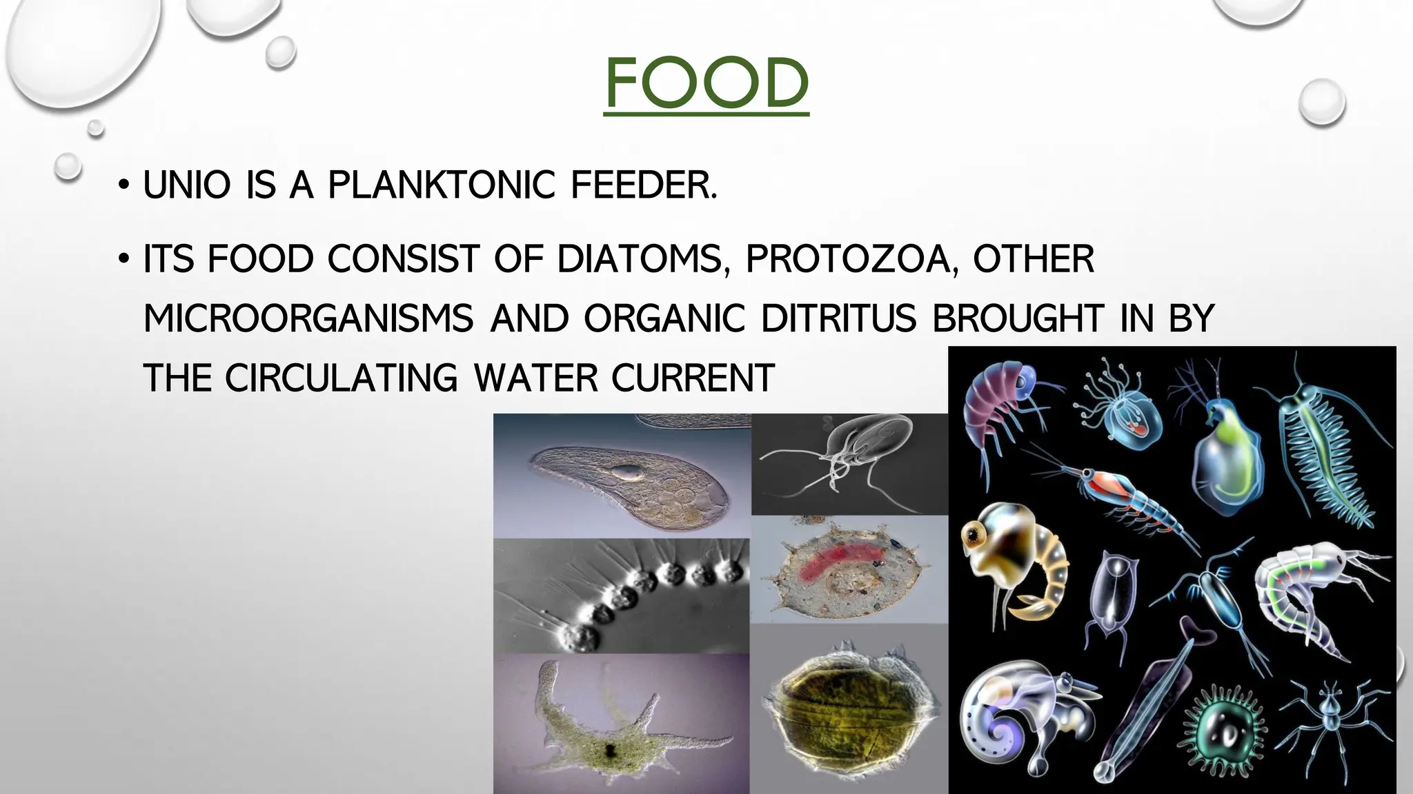 filter feeding in molluscs (invertebrates) | PDF