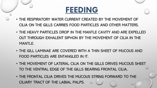 filter feeding in molluscs (invertebrates) | PPT