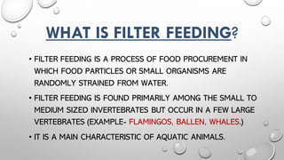 filter feeding in molluscs (invertebrates) | PDF