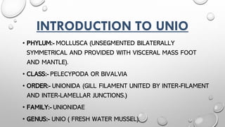 filter feeding in molluscs (invertebrates) | PDF