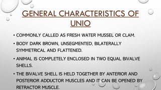 filter feeding in molluscs (invertebrates) | PDF