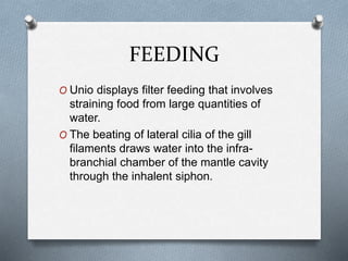 Filter feeding of molluscs | PPTX