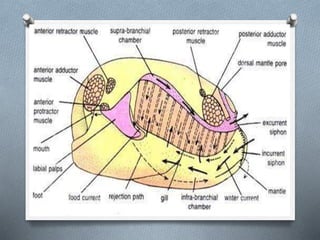 Filter Feeding Diagram