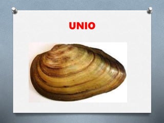 Unio Mollusca