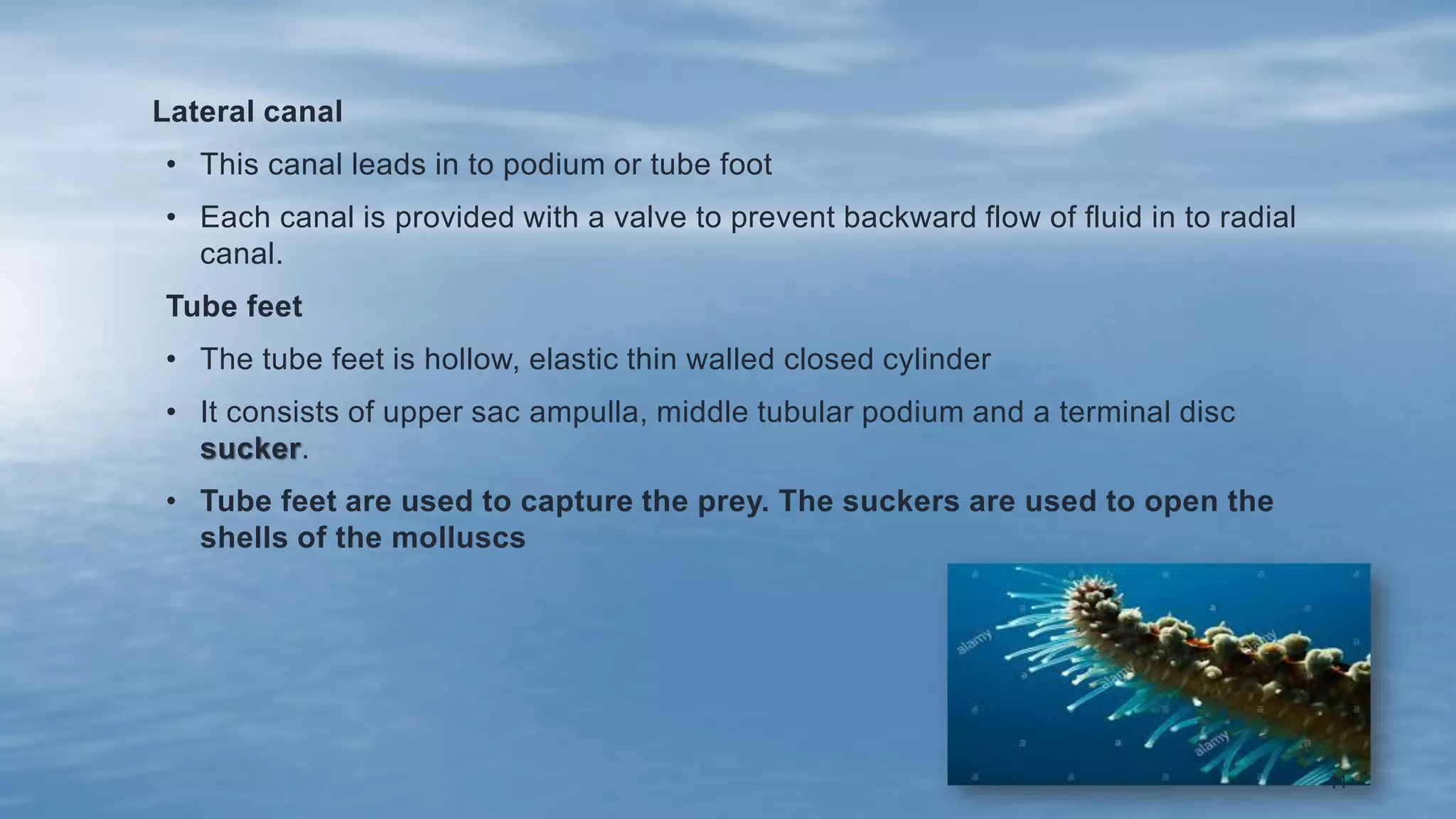 Filter feeding mechanism in echinoderms and organs of respiration in ...