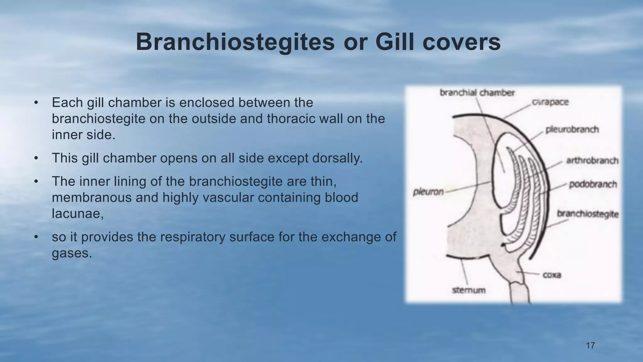Filter feeding mechanism in echinoderms and organs of respiration in ...