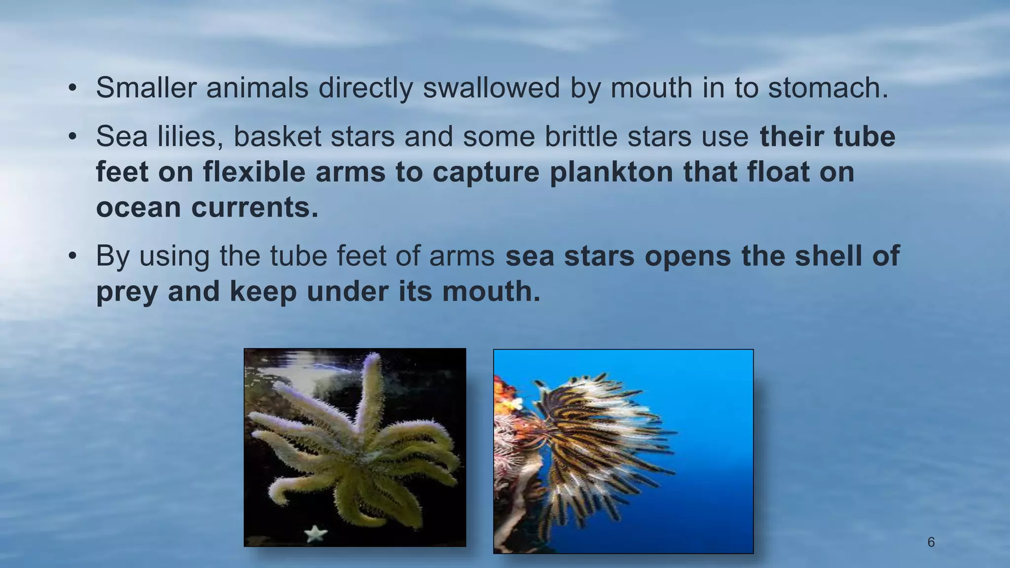 Filter feeding mechanism in echinoderms and organs of respiration in ...