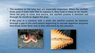 Filter feeding mechanism in echinoderms and organs of respiration in ...