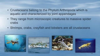 Filter feeding mechanism in echinoderms and organs of respiration in ...