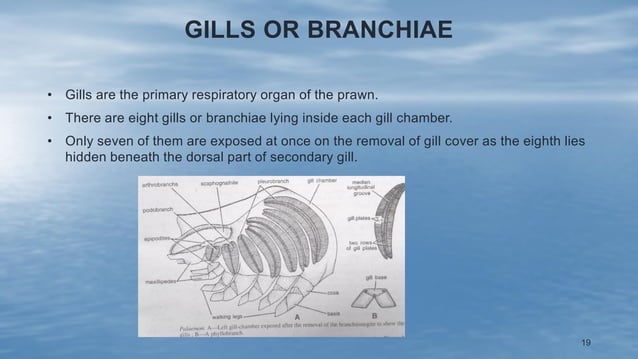 Filter feeding mechanism in echinoderms and organs of respiration in ...
