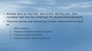 Filter feeding mechanism in echinoderms and organs of respiration in ...