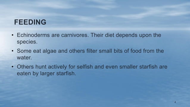Filter feeding mechanism in echinoderms and organs of respiration in ...